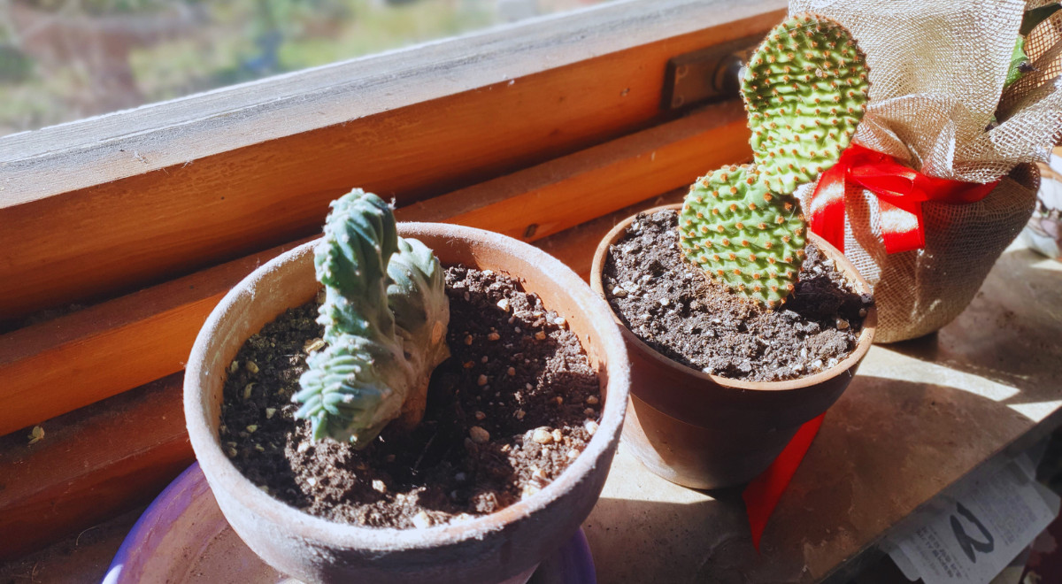 Mini-cacti: an irresistibly cute plant, but what's the best way to care ...