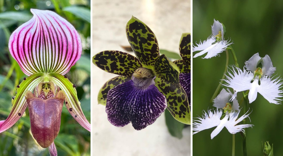L'irresistibile fascino delle orchidee: le 12 specie più belle da ...