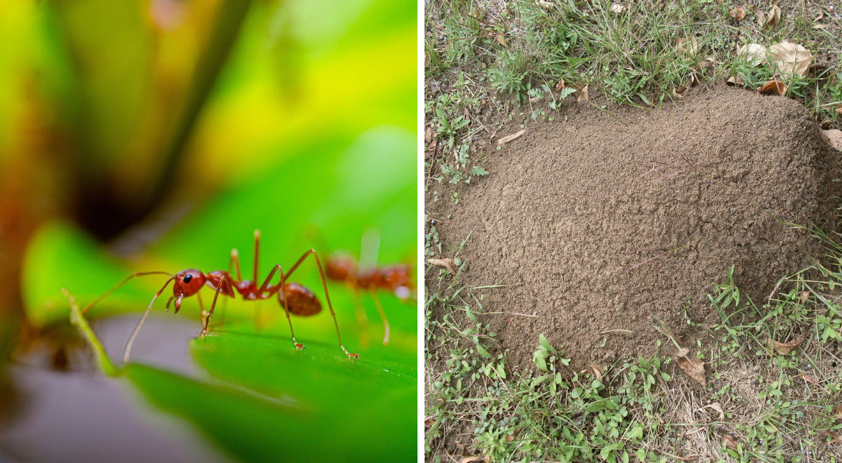 Fire Ants: how to treat stings and keep this pest away from your home ...