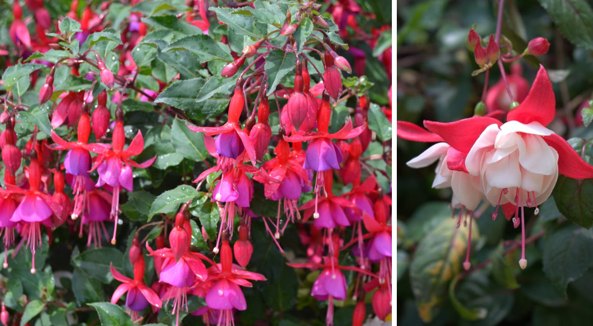 Fuchsia da invidiare: tutti i consigli per far crescere delle piante ...