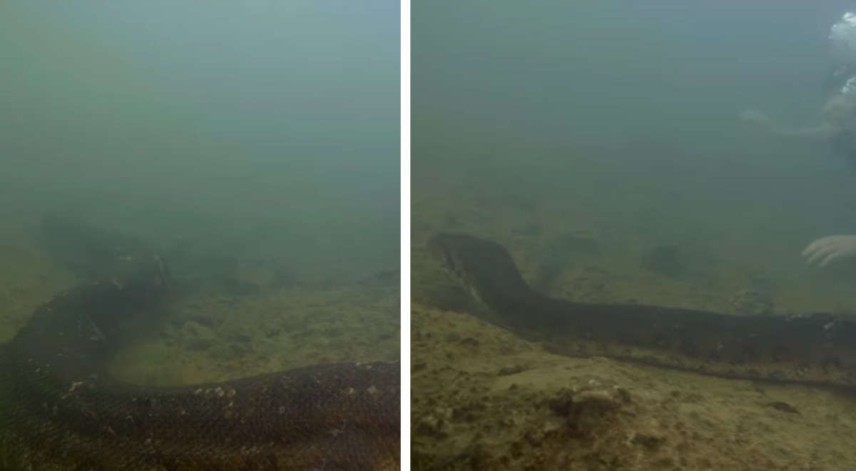 Größte Schlange der Welt entdeckt: Sie wiegt 200 kg und kann bis zu 8 Meter lang werden ...