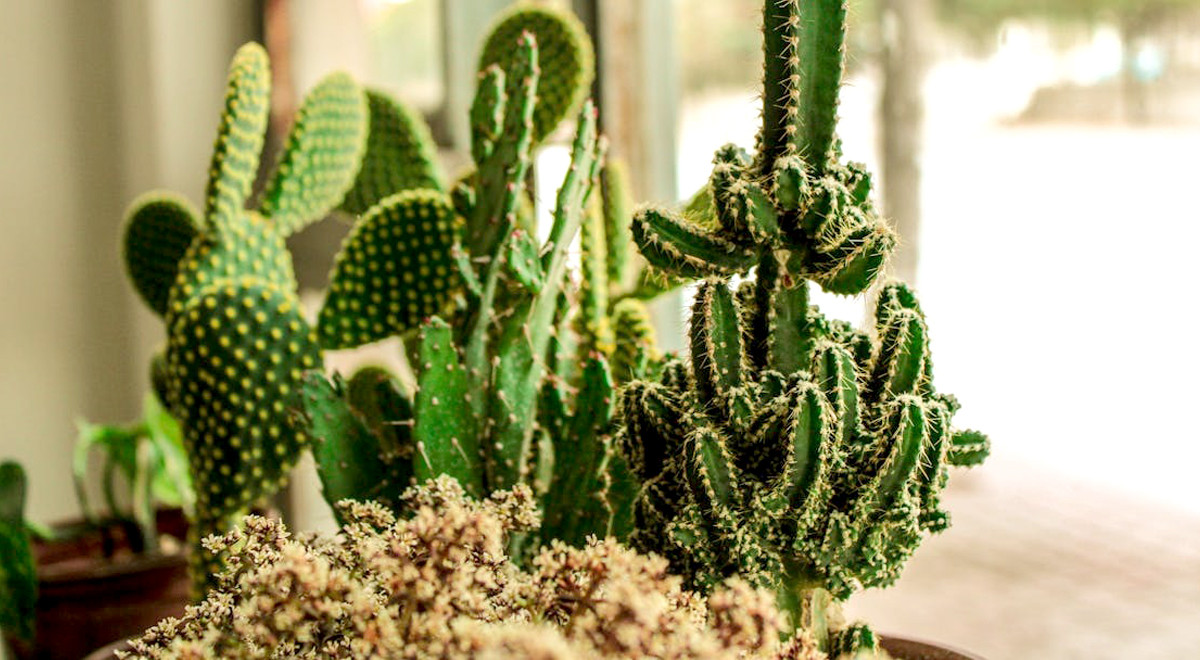 Cactus: ecco come prendersi cura di queste splendide piante nel modo ...