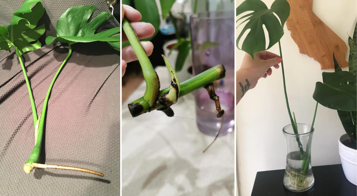 Talea di monstera: una guida passo a passo per moltiplicare questa ...