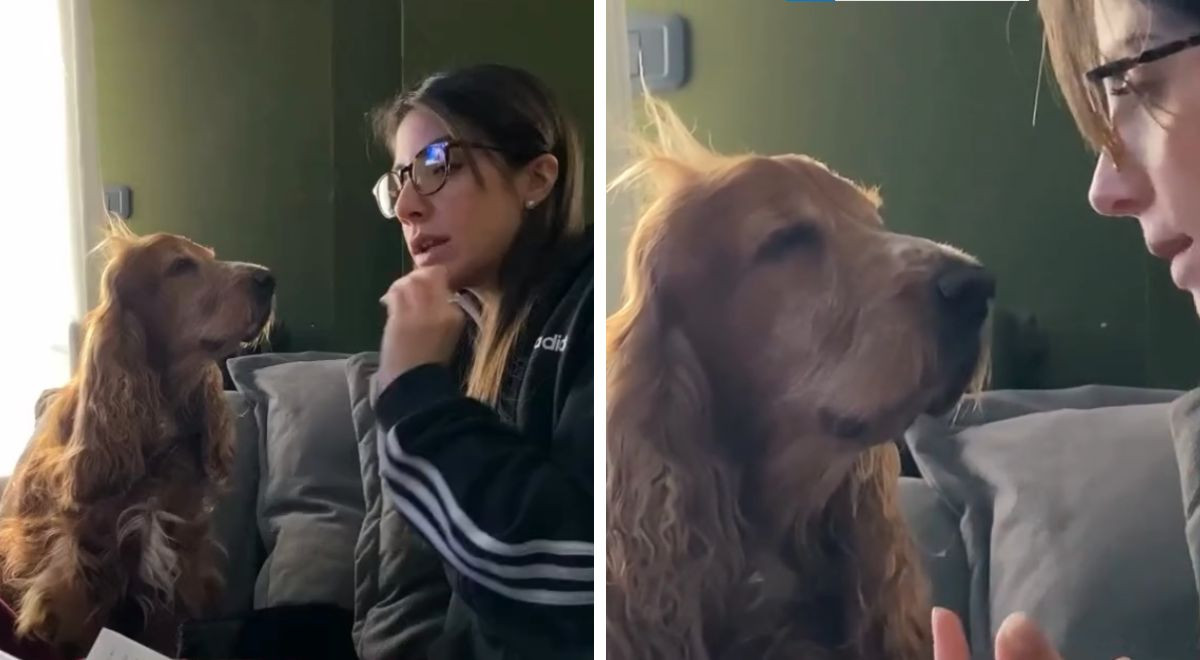 Il cane è "costretto" ad ascoltare la padrona che ripete l'esame dell ...