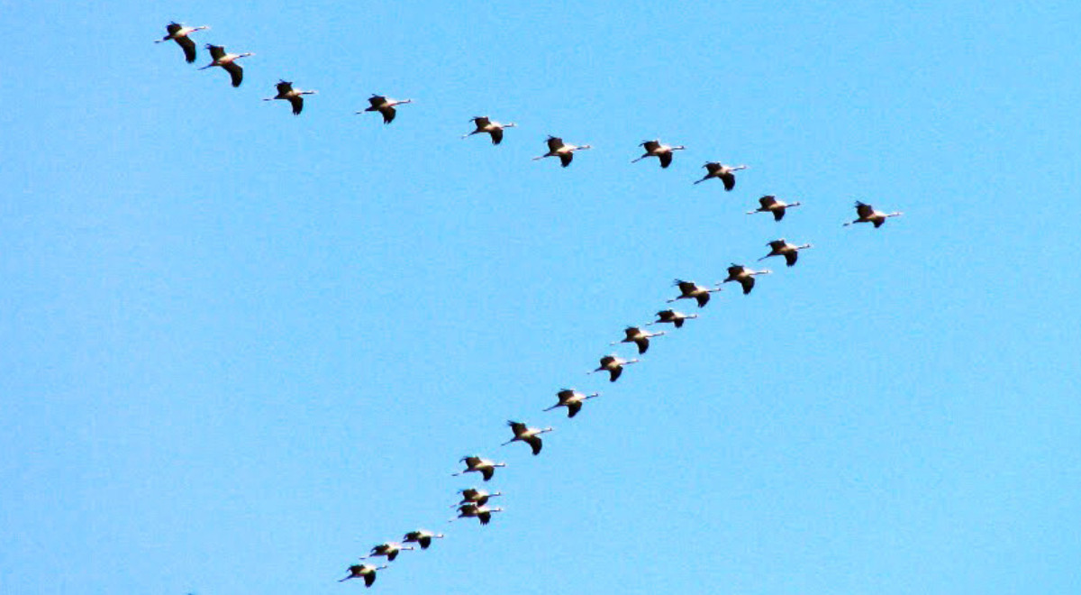 Les volées d'oiseaux migrateurs prennent une curieuse forme de "V" : ce ...