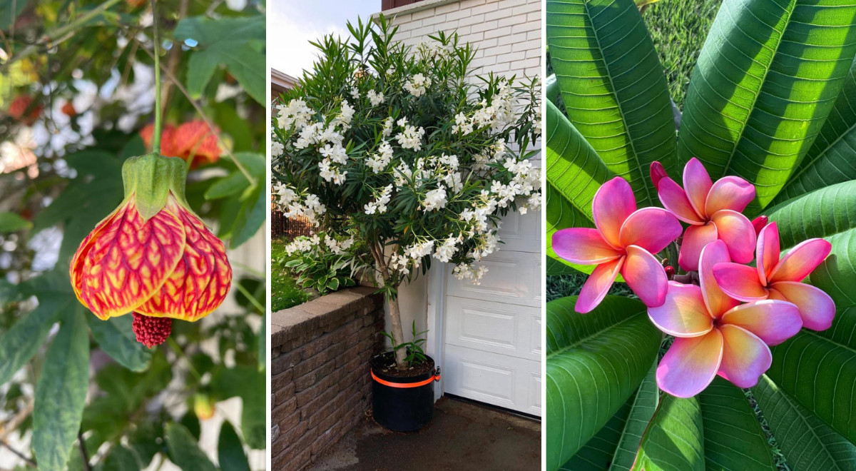 Fill your garden with new plants for no cost by using springtime ...