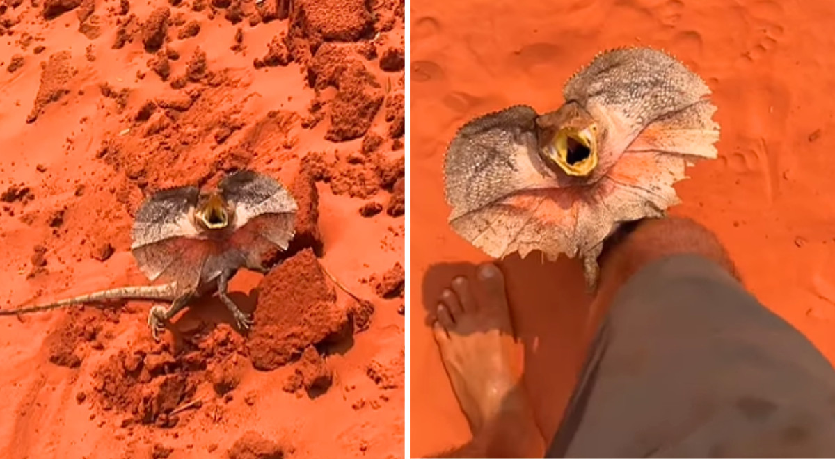 Questa strana creatura rincorre un uomo e si attacca alla sua gamba ...