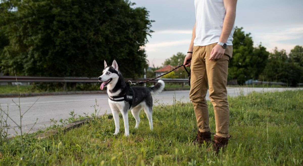 Gli errori da evitare per avvicinare un cane - Argo.pet