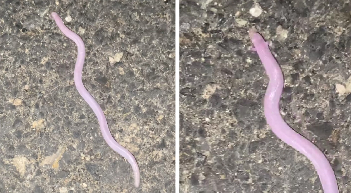 Hij denkt dat het gewoon een kruipend insect is, maar als hij ...