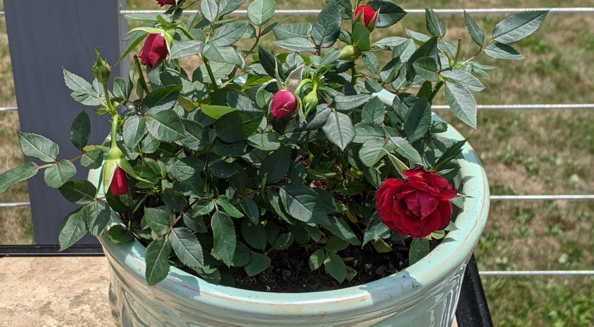 Potted roses: a short cultivation guide to decorate your balcony or ...