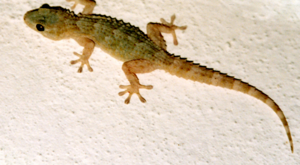 Gechi in casa? Nonostante l'aspetto poco rassicurante, possono ...