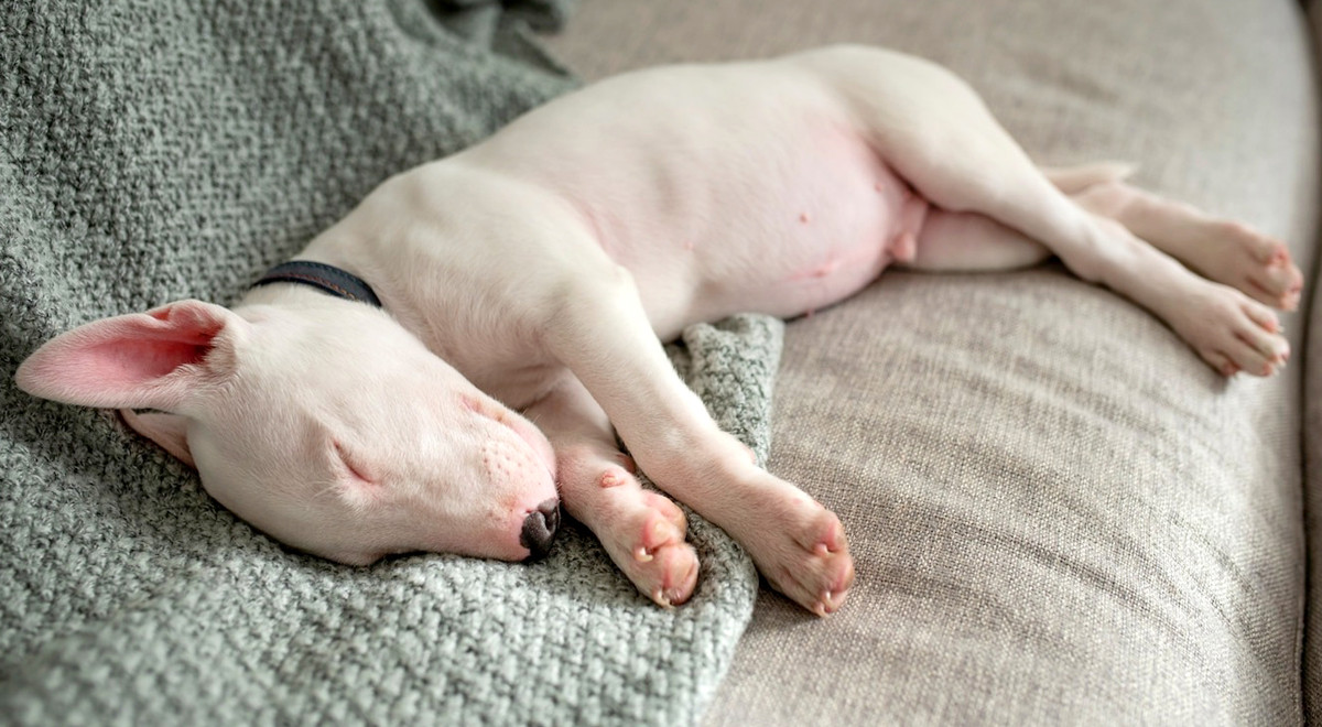 I motivi per i quali non dovresti mai svegliare il tuo cane - Argo.pet