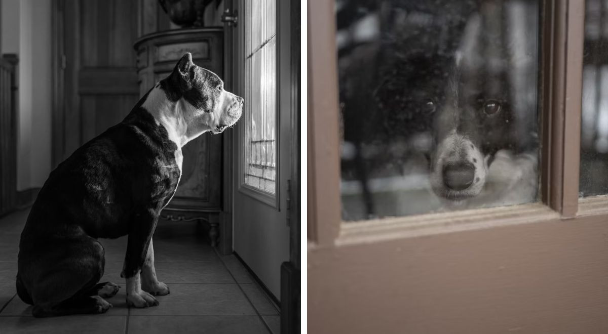 Come fa il cane a sapere che stai tornando a casa? I segreti del loro ...