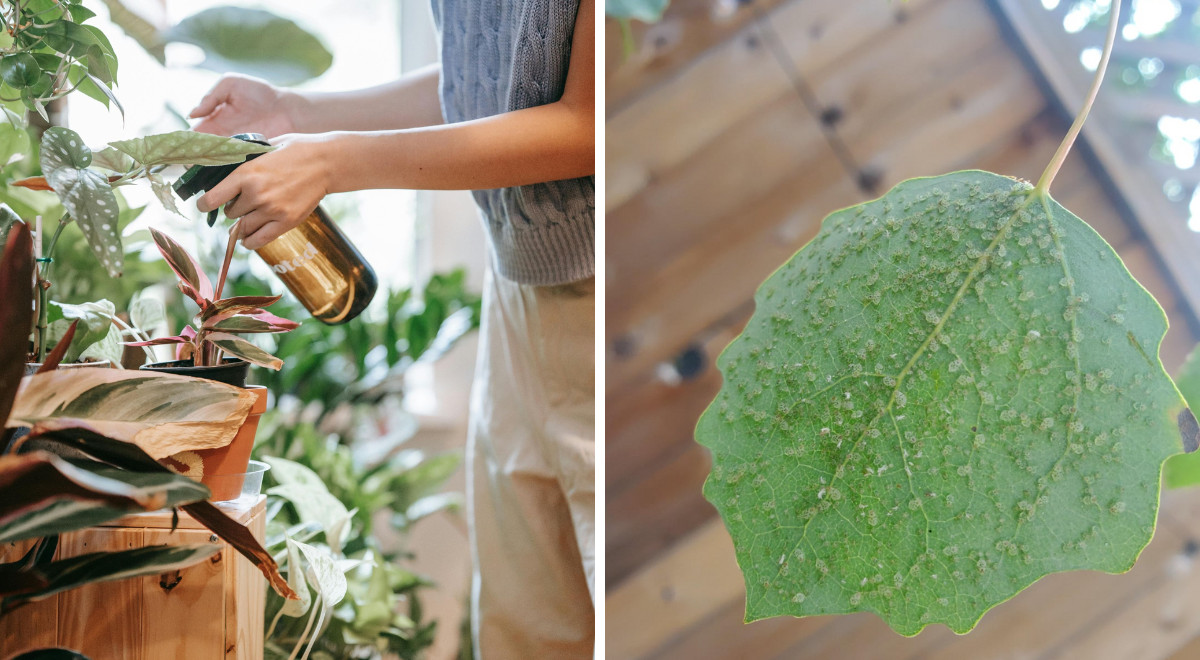 Aphids on your plants: 2 methods to get rid of them using homemade ...