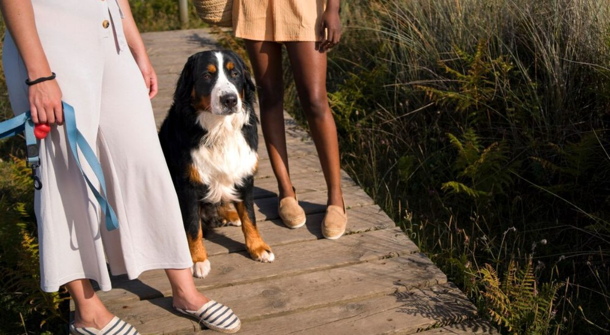 Ecco perché i cani preferiscono alcune persone ad altre - Argo.pet