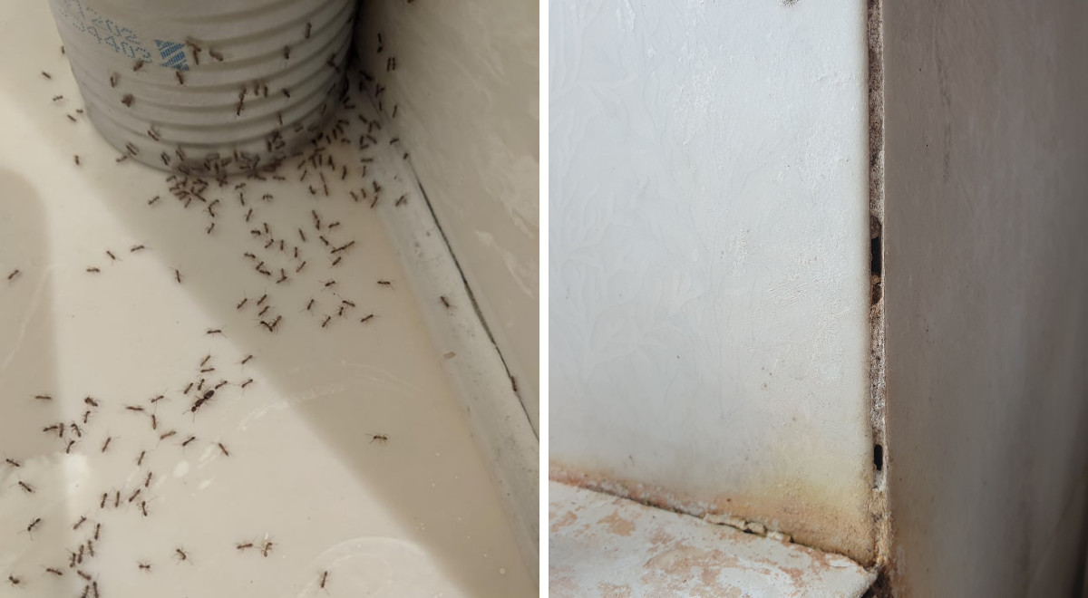 Myror inomhus: hur man får dem att försvinna med olika metoder och ...