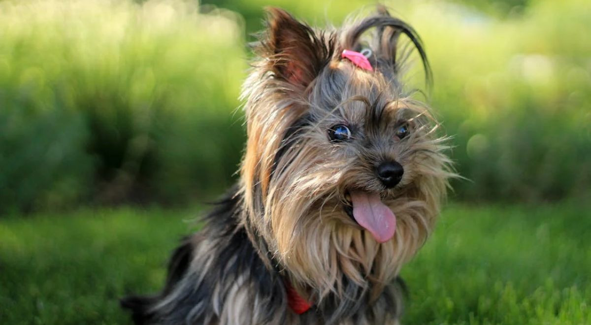 Vuoi prendere uno Yorkshire Terrier? Ecco tutto quello che devi sapere ...