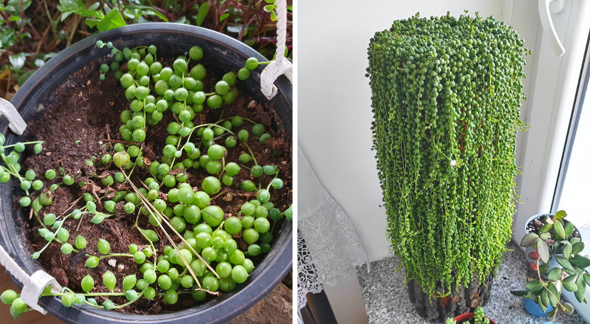 Propagate the String of Pearls from cuttings: just one cutting will be ...