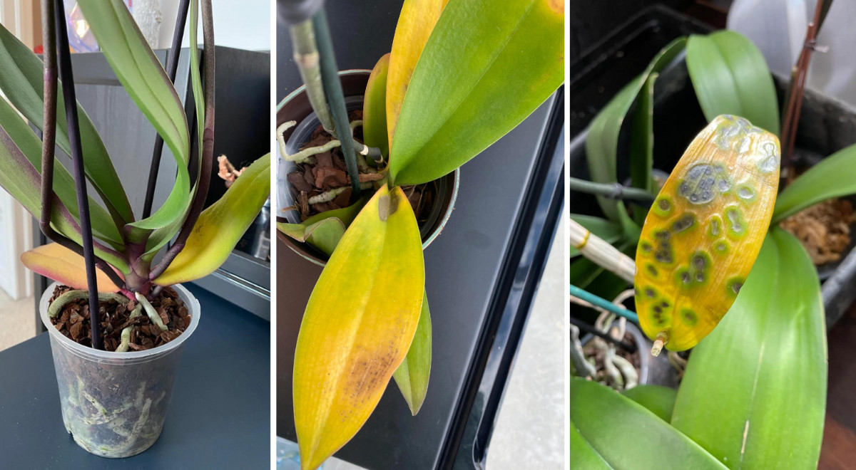 Orchidee Verliert Alle Blatter
