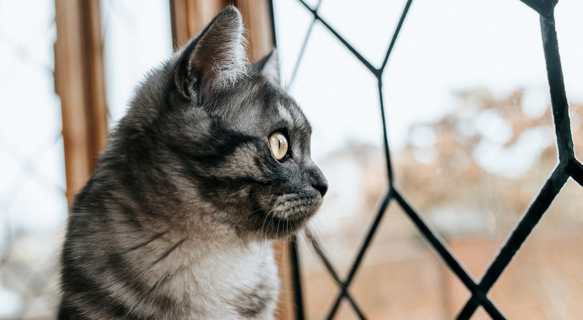 Cosa sono il chirping e il chattering del gatto? - Argo.pet
