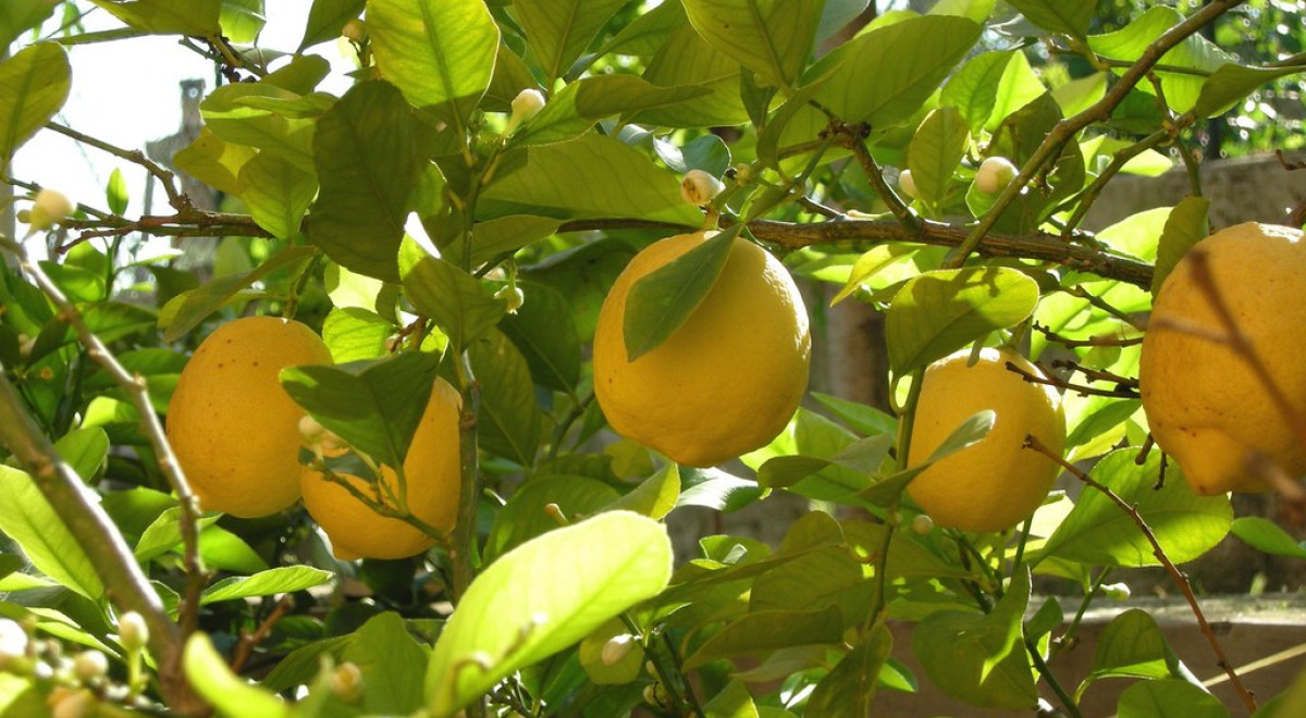 Potatura del limone: come e quando effettuarla perché la pianta cresca rigogliosa - Creativo.media