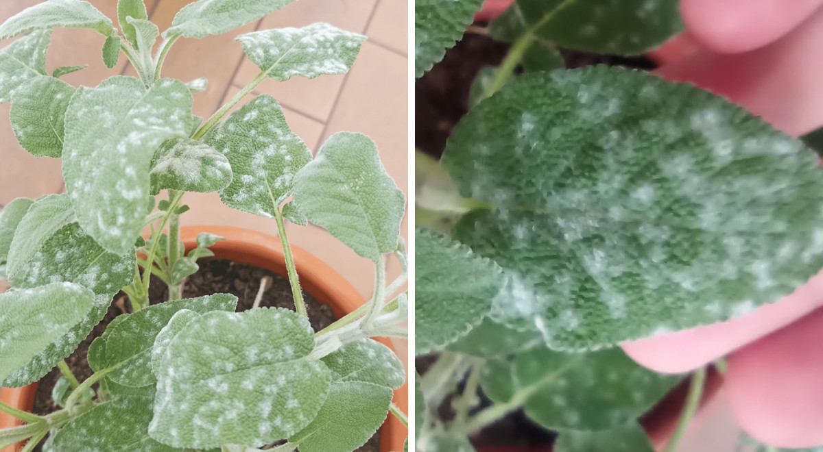 Macchie bianche sulle foglie della tua salvia? Scopri le ragioni e i ...