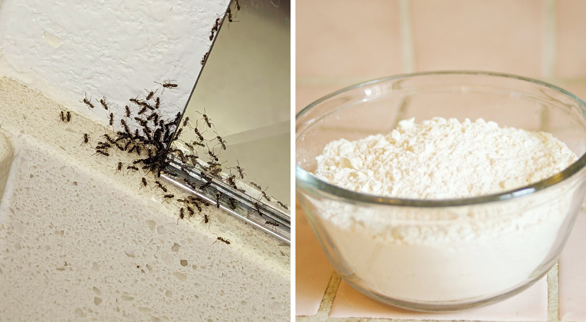 Prevent ants invading your home by simply using baking soda ...