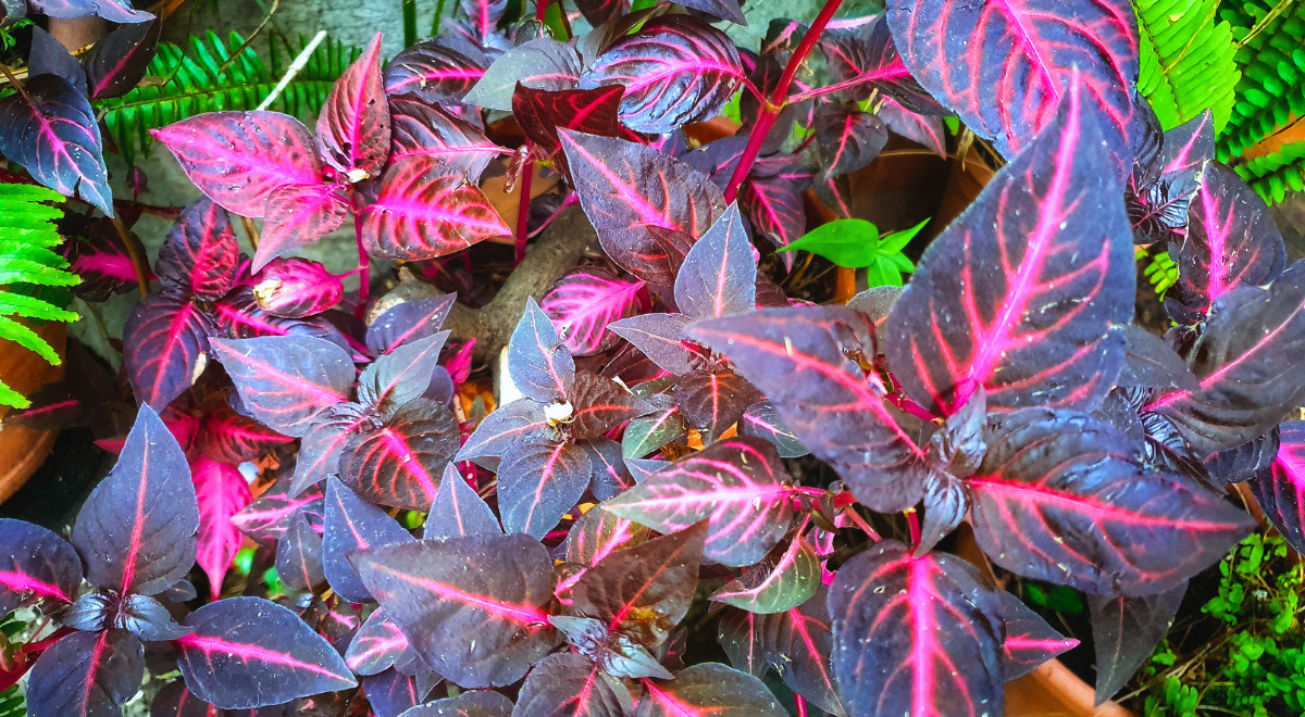 Underbara Iresine: allt du behöver veta för att odla en enkel och föga känd växt ...