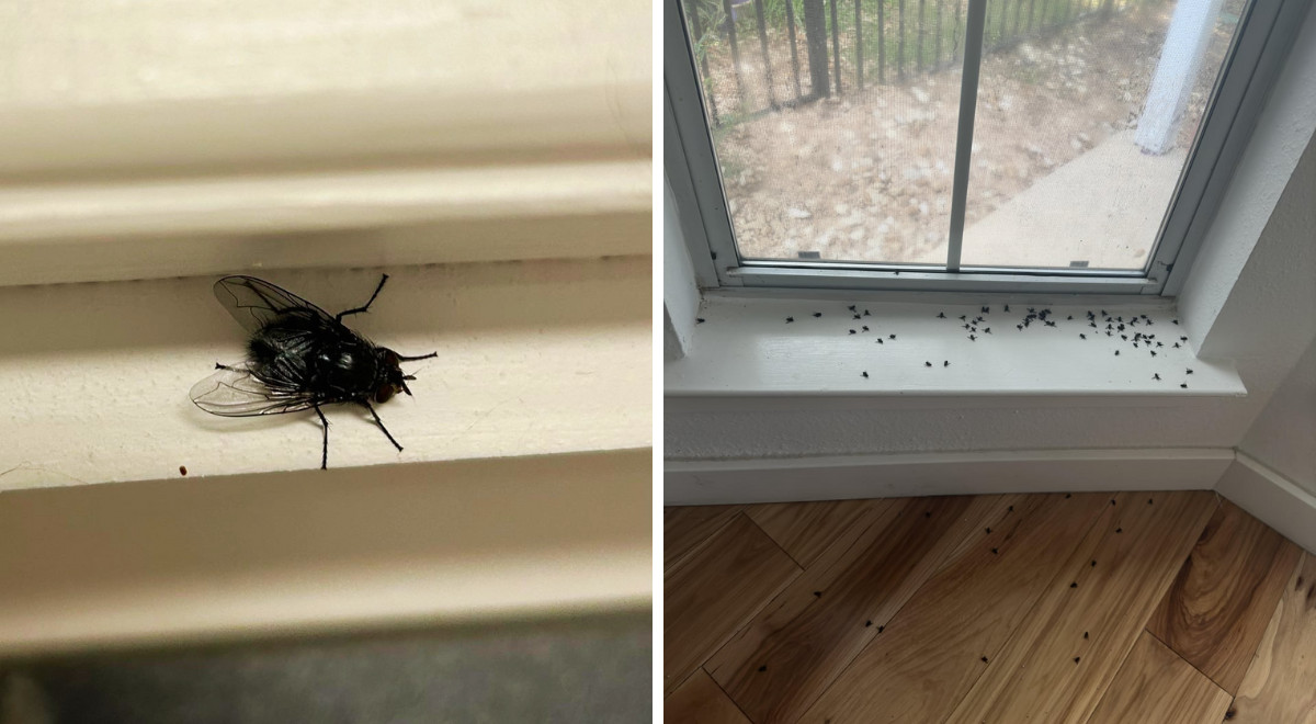 Farväl flugor och knott: mormödrarnas hemligheter för ett insektsfritt ...