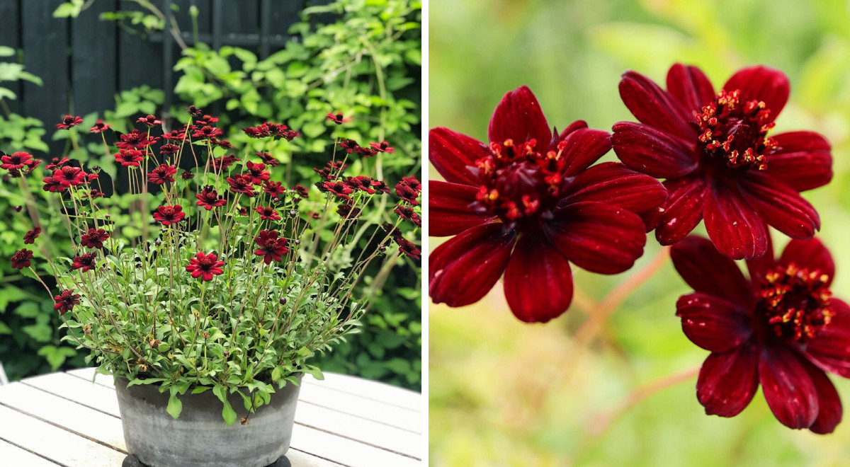 The chocolate flower: an outstandingly beautiful plant with an ...