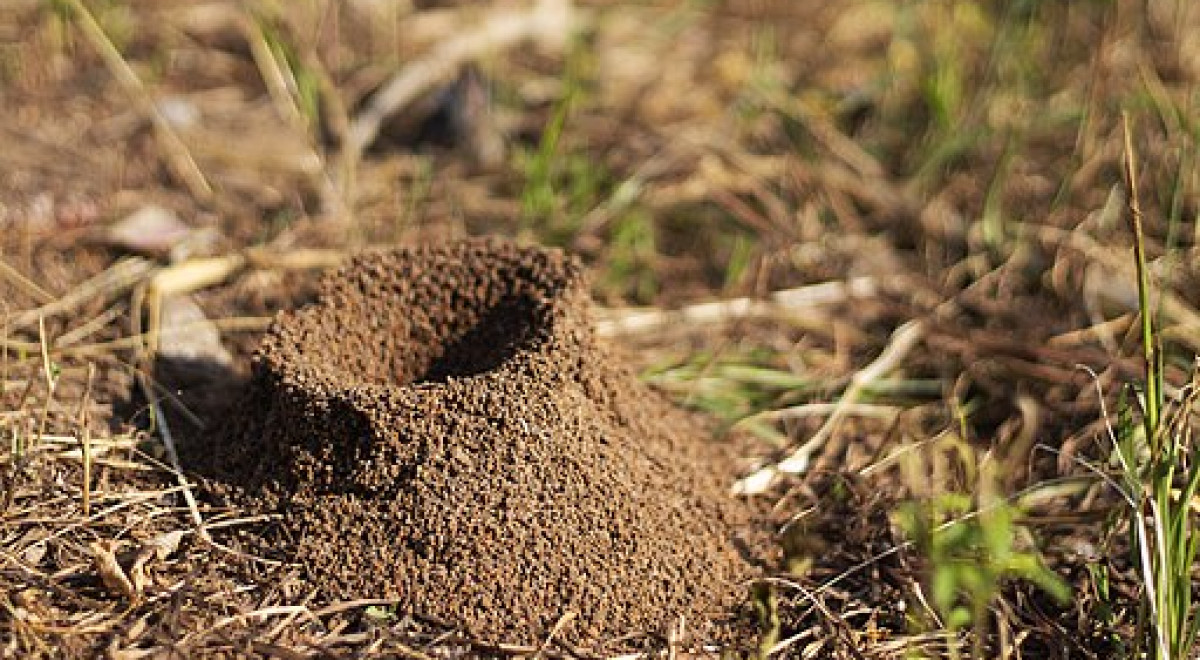 Myror i trädgården: värdefulla vänner eller fienden att bekämpa? När ...