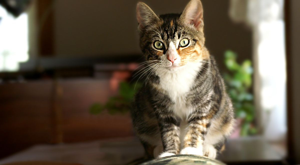 Perché il mio gatto mi segue ovunque? Le ragioni del comportamento ...