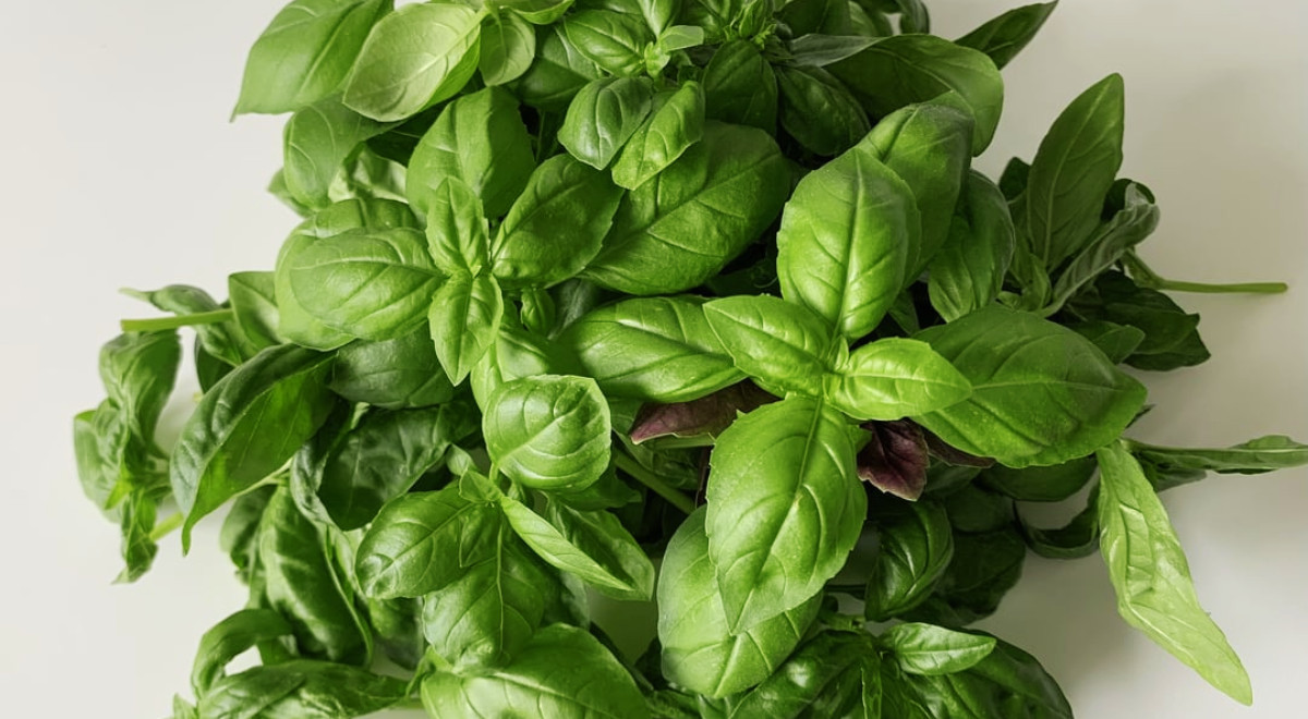 The best way to harvest basil without damaging the plant itself ...