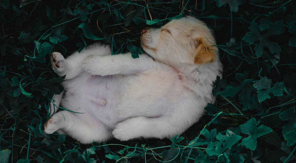 Perché il cane dorme a pancia in su? - Argo.pet