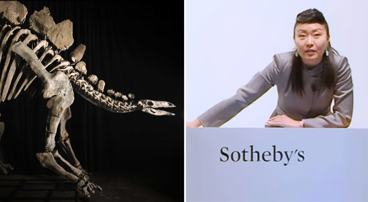 Het grootste intacte fossiel van een stegosaurus ooit gevonden is voor ...