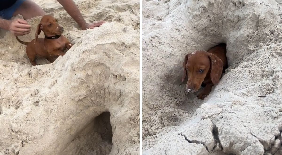 Questo cane gioca scavando tunnel nella sabbia: “il sogno di un ...