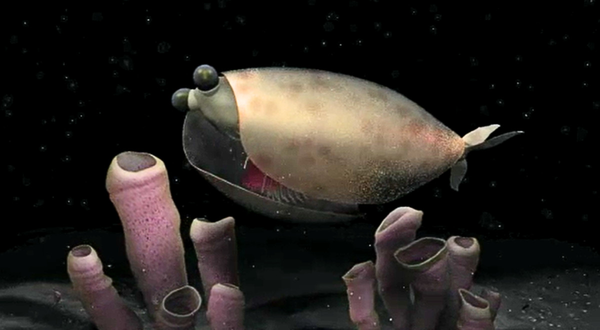 Het iconische zeedier dat een schaal in de vorm van een taco had: een ...