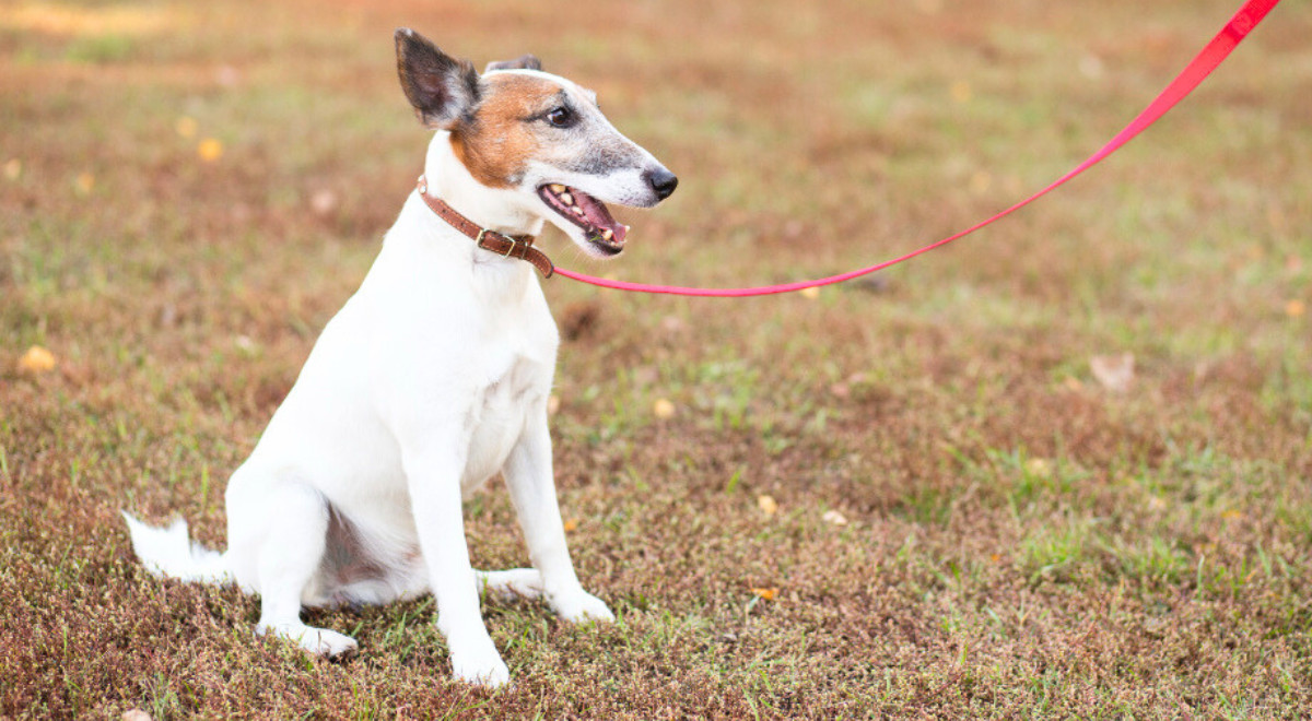 Ecco come insegnare al cane a camminare al guinzaglio - Argo.pet