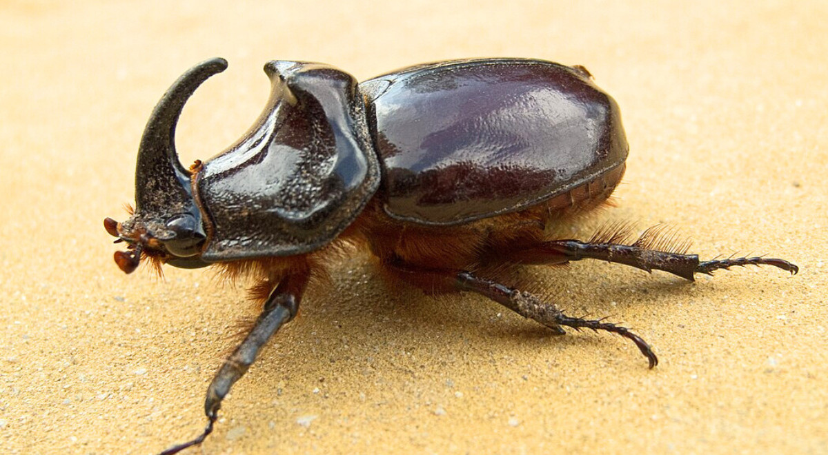 Creato un mini robot che svela i segreti dello scarabeo rinoceronte e ...