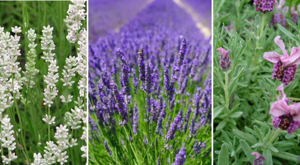 Shades of lavender: 10 beautiful varieties to chose from to enhance ...