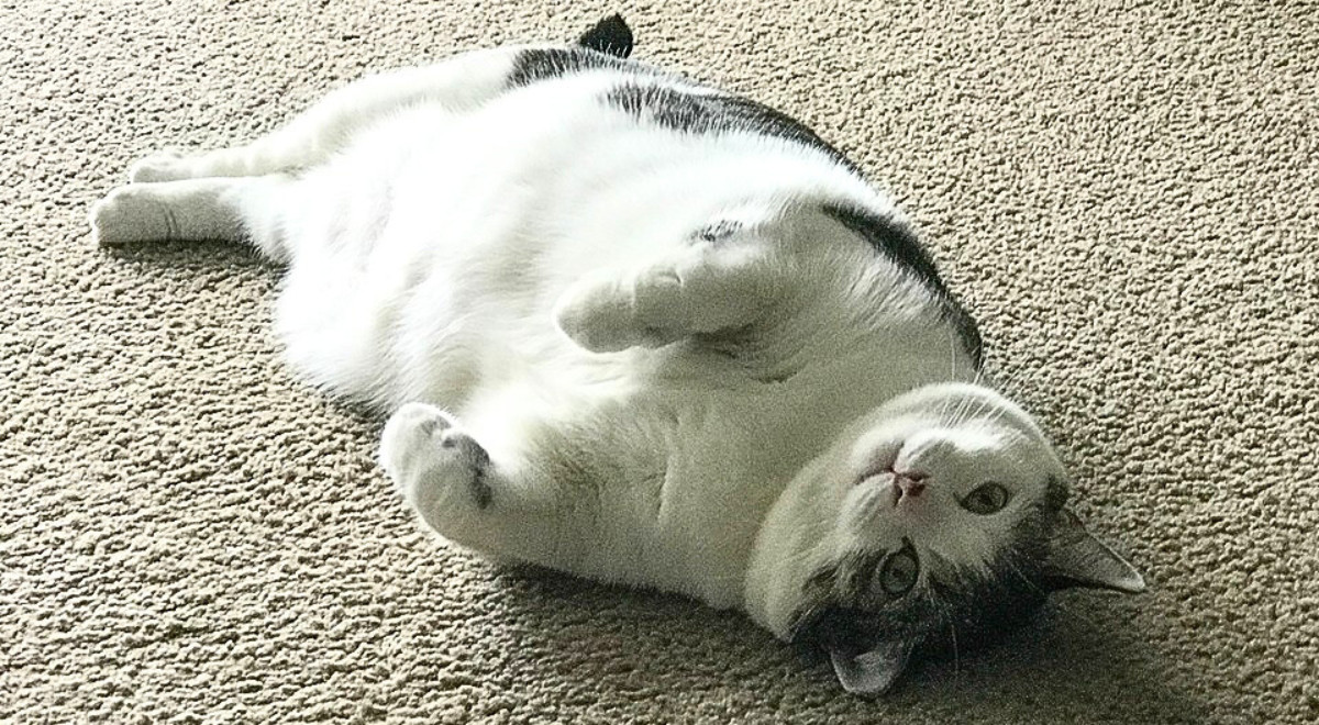 Se il tuo gatto è in sovrappeso ci sono solo due cose da fare: ecco ...