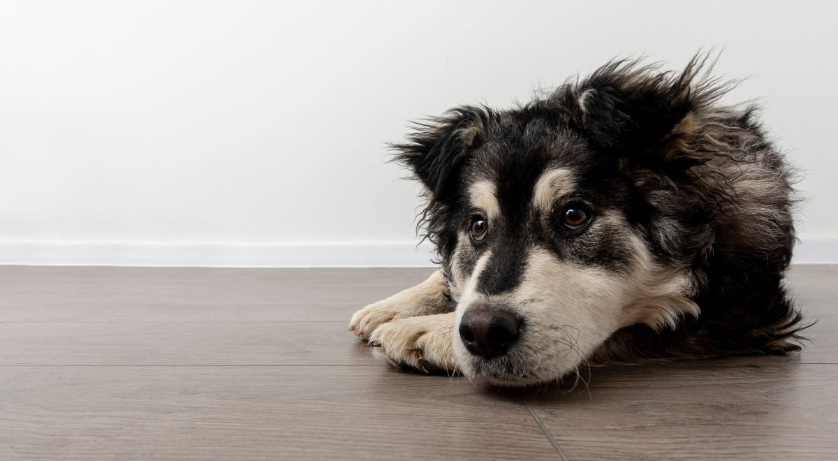 Consigli per capire se il cane è stressato - Argo.pet
