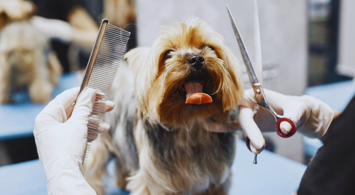 Toelettatura del cane: gli errori da evitare - Argo.pet