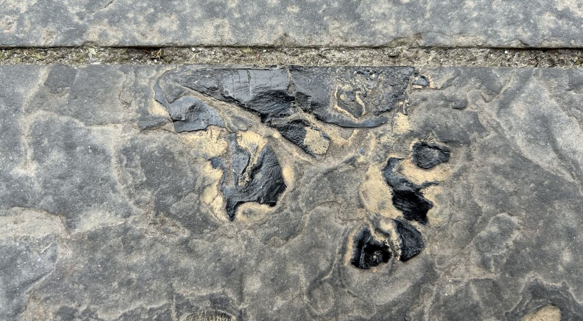 Fossilien in einem Pflaster entdeckt: aus dem Devon, etwa 385 Millionen ...
