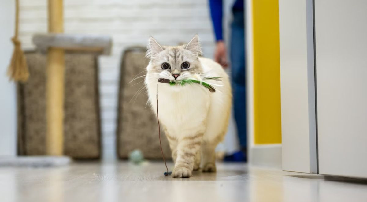 Anche ai gatti piace riportare gli oggetti - Argo.pet