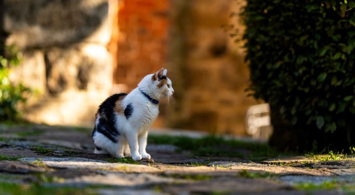 Quando è stato addomesticato il gatto? Lo studio - Argo.pet
