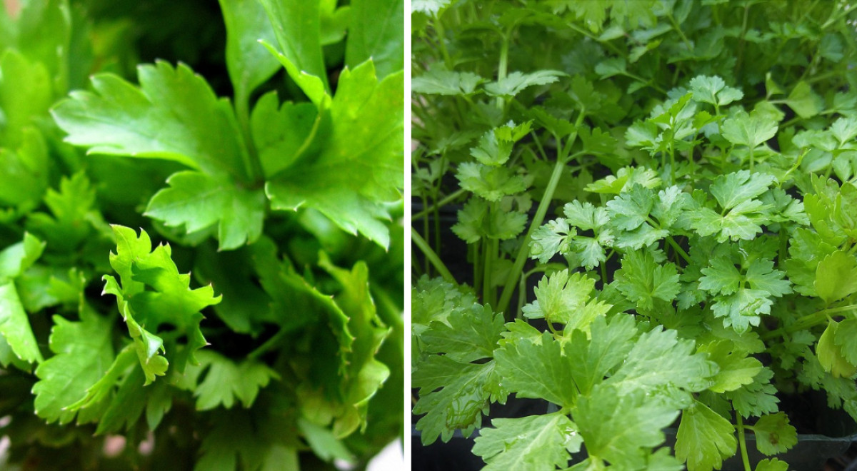 Persil ou coriandre ? Comment distinguer ces deux herbes aromatiques ...