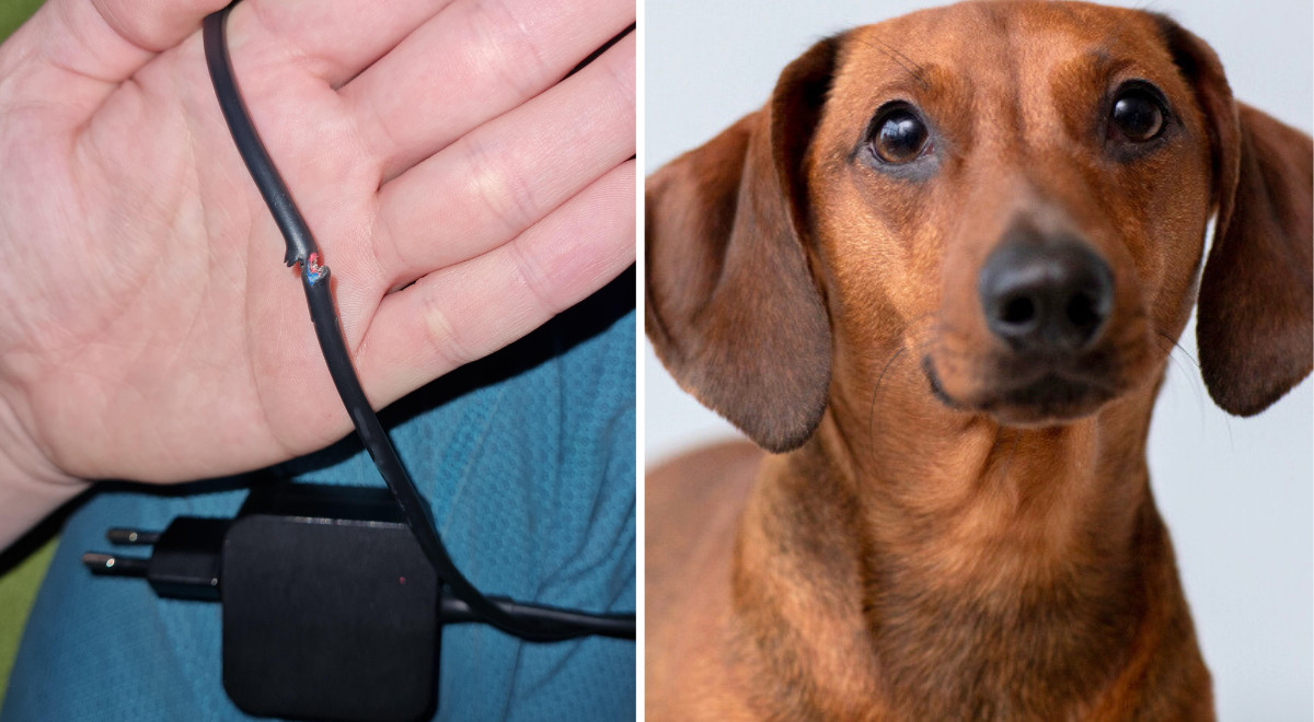 Come evitare che il cane morda i cavi elettrici - Argo.pet