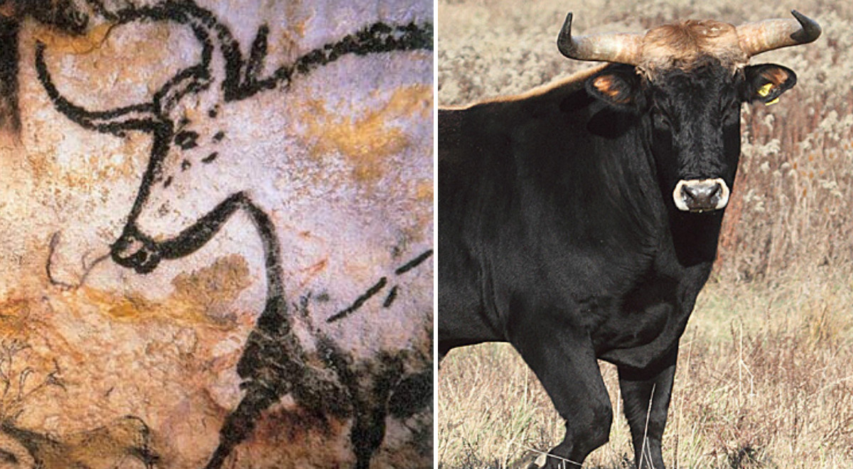 Uroxens återkomst, tjuren som dog ut för fyra århundraden sedan ...