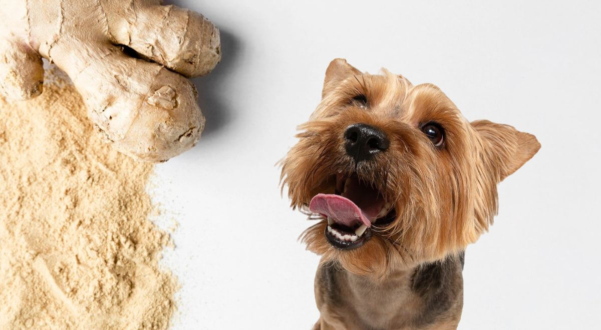Il cane può mangiare lo zenzero? Pro e contro di questa spezia - Argo.pet
